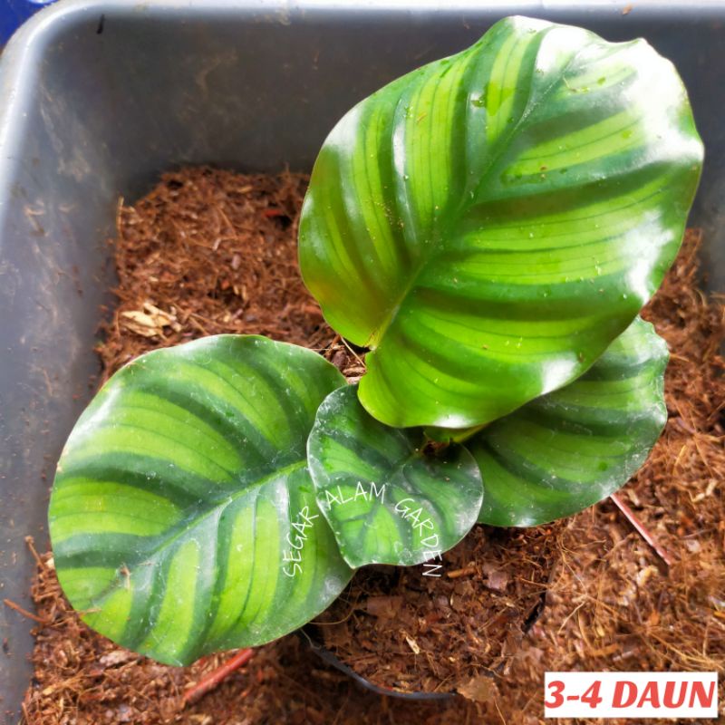 Jual PROMO Tanaman Hias Calathea Orbifolia - Rotundifolia - Fasciata ...