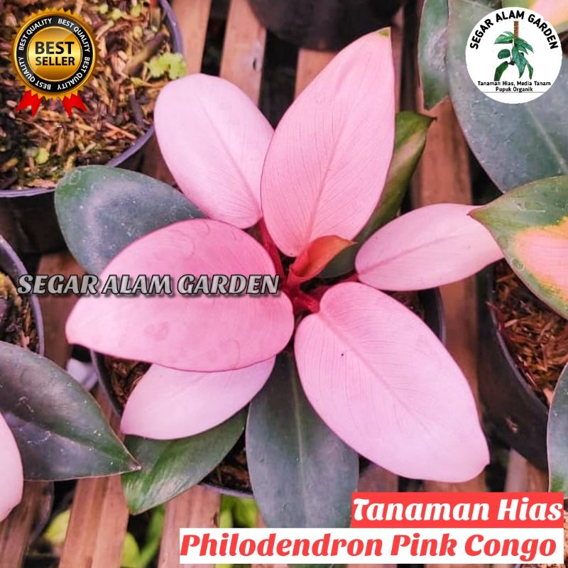 Jual TANAMAN HIAS PHILODENDRON PINK CONGO SUDAH ADA DAUN PINK NYA ...
