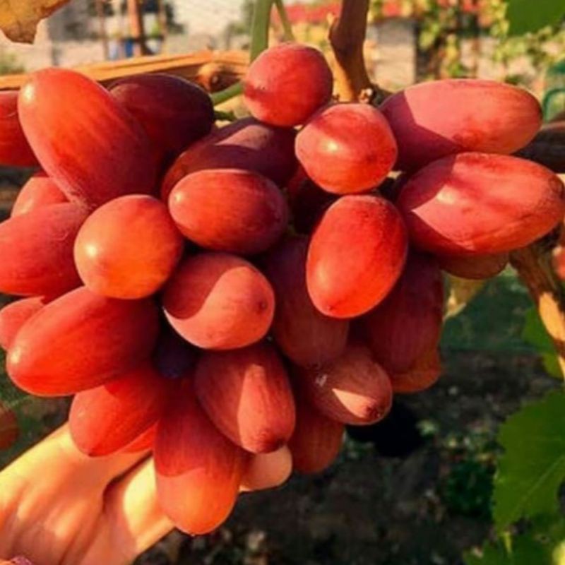 Jual bibit anggur import Bogema. (bibit anggur stek/grafting) bibit ...