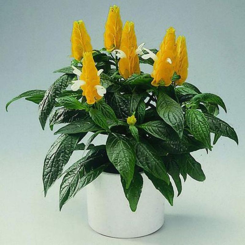 Jual Tanaman Bunga Lilin/Lolipop(Pachystachys Lutea) | Shopee Indonesia