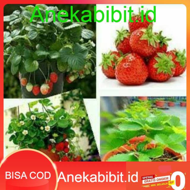 Jual Strobery Giant Bibit strobery jumbo siap berbuah (BISACOD ...