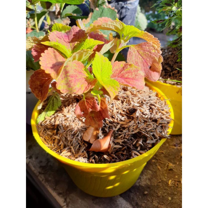 Jual tanaman miana ingler | Shopee Indonesia