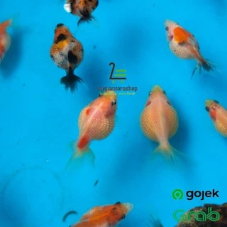 Jual Ikan Gendut Terlengkap & Harga Terbaru April 2024 | Shopee Indonesia