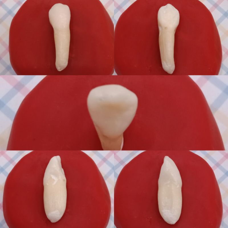 Jual Gigi 43 Gigi Asli Praktikum Gigi Kaninus Kanan Rahang Bawah Gigi ...