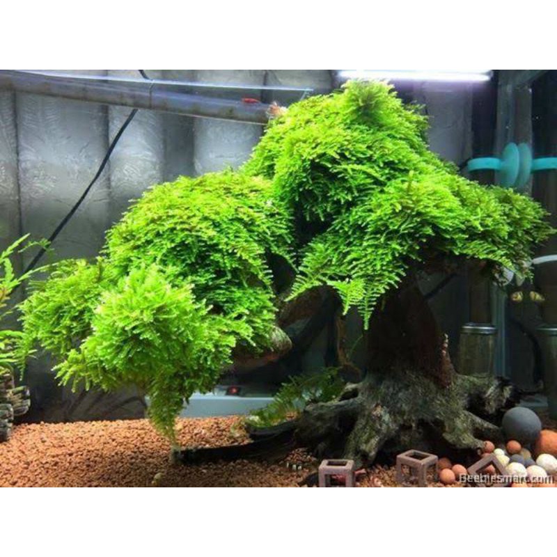 Jual Xmas Moss Christmas Moss Vesicularia Montagnei PER CUP FULL AIR ...