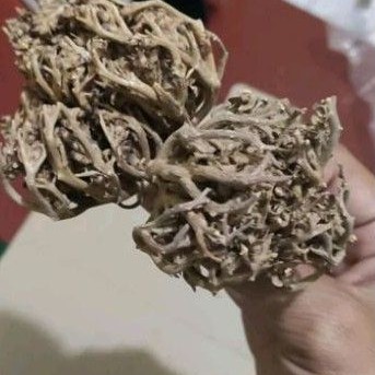 Jual Rumput Fatimah Asli Arab Herbal Akar Fatimah Asli Labisia pumila ...