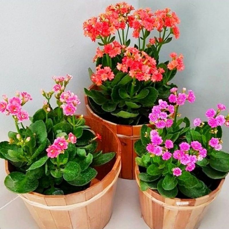 Jual TANAMAN HIAS KALANCHOE PINNATA/ BUNGA CALANDIVA | Shopee Indonesia