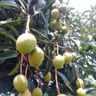 Jual Buah Limus Terlengkap & Harga Terbaru Mei 2024 | Shopee Indonesia