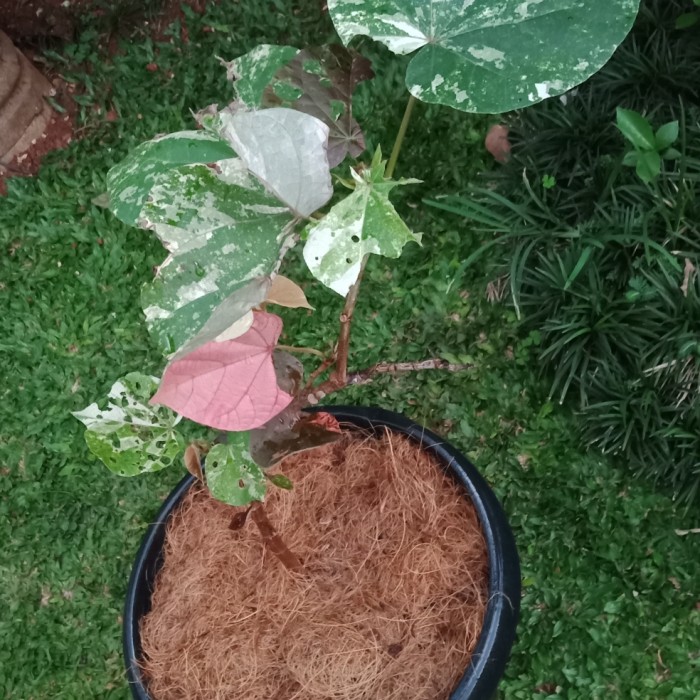 Jual tanaman waru variegata/pohon waru variegata/tanaman hias waru ...
