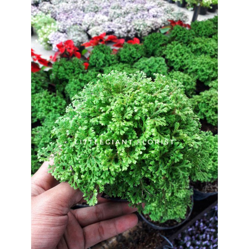Jual Tanaman Hias Lumut Ambon/ Moss Ambon | Shopee Indonesia