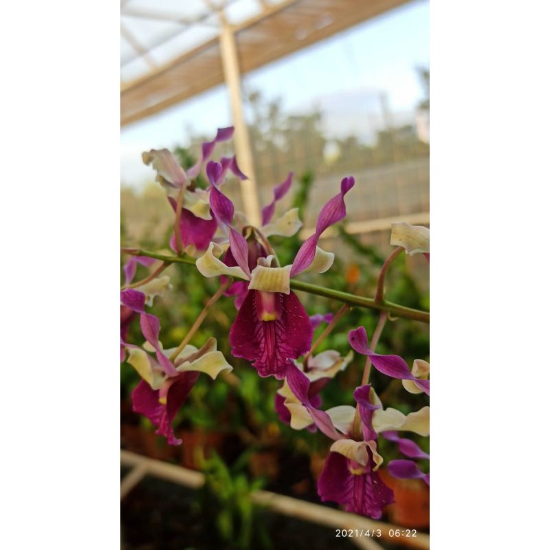 Jual Bibit Bunga Anggrek Dendrobium keriting (id acak) | Shopee Indonesia