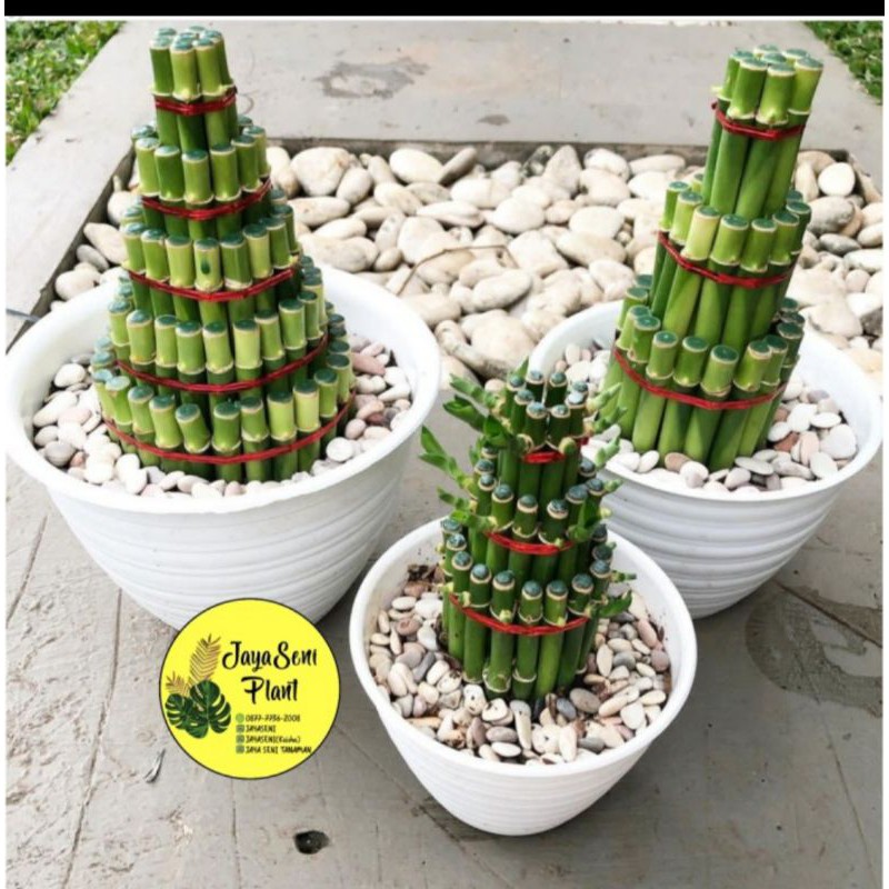 Jual TANAMAN HIAS PAKET BAMBU HOKI 3POHON + POT PUTIH DAN BATU HIAS ...