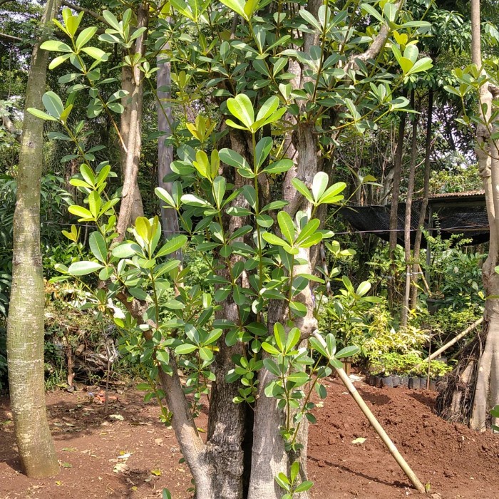 Jual pohon pule rawa tinggi 3 meter murah | Shopee Indonesia