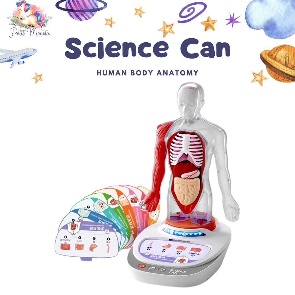 Jual SCIENCE CAN Human Body Anatomy Model - Alat Peraga Biologi ...