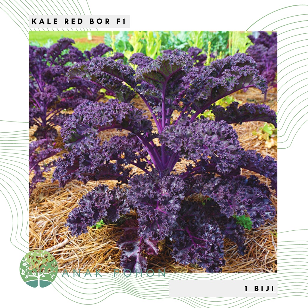 Jual Benih Bibit Biji - Kale Redbor F1 Curly Purple Kale Ungu Hibrida ...
