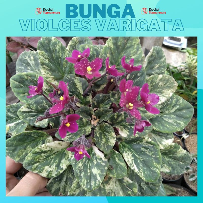 Jual Tanaman Hias Hidup Bunga Violces - Bunga African Violet | Shopee ...