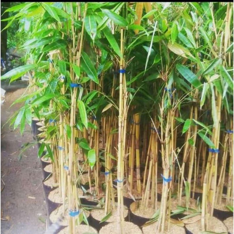 Jual Bibit Bambu kuning | Pring kuning|Bambu Hias | Shopee Indonesia
