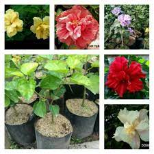 Jual Tanaman Bunga Sepatu Tumpuk/Bunga Hibiscus Tumpuk Bangkok Sudah ...