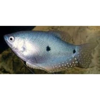 Jual ikan sepat rawa Harga Terbaik & Termurah Agustus 2025 | Shopee ...