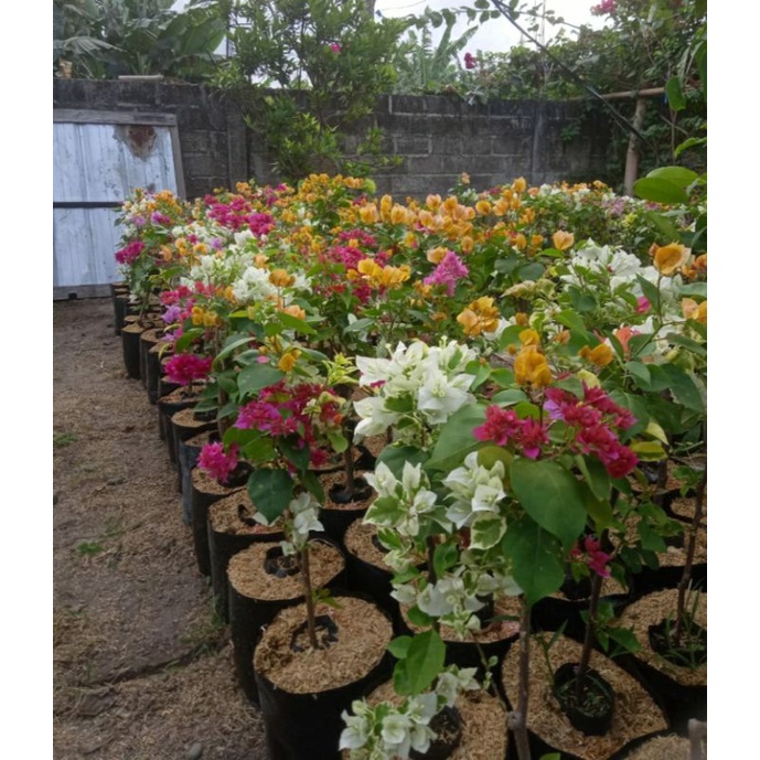 Jual Bougenville Kuning Hawai Pink Putih Pink 4 Warna Sudah Berbunga