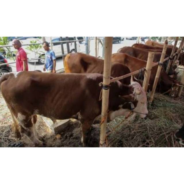 Jual Kurban SAPI peternak sapi bima sapi bali sapi simpo sapi limpo ...