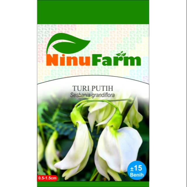Jual Benih Bunga Turi Putih 15Seeds | Shopee Indonesia