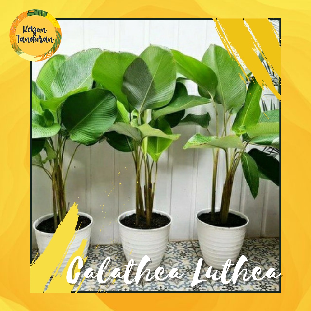 Jual Tanaman Calathea Pisang Luthea / kalatea pisang / Bunga calatea ...