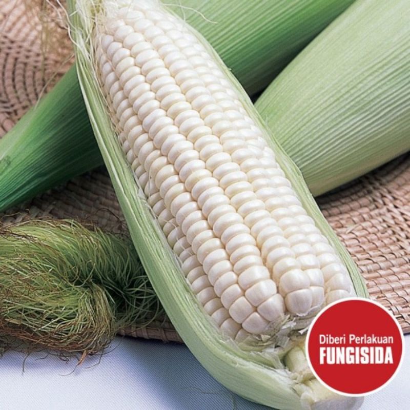 Jual 500 gr BENIH JAGUNG PUTIH KETAN PULUT MANIS/JAGUNG SIAP TANAM ...