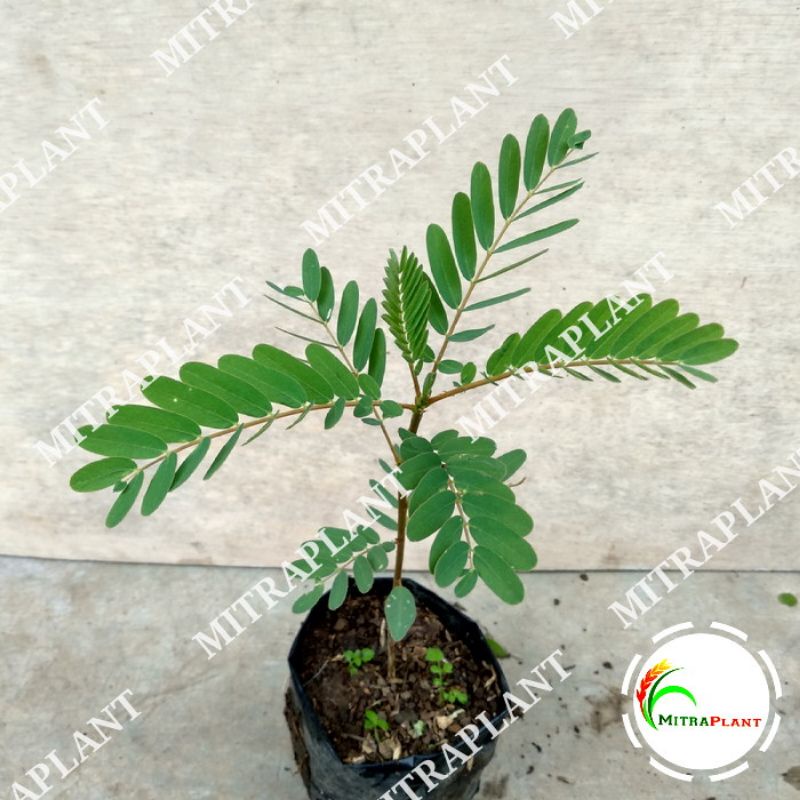 Jual Bibit Pohon Bunga Turi Putih - Tanaman Kembang Turi Putih ...