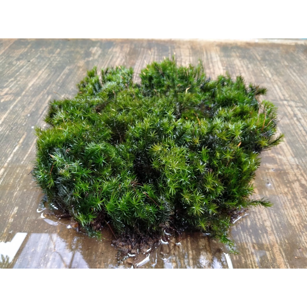 Jual Tanaman Terrarium / Paludarium - Moss British / Star Long Moss ...
