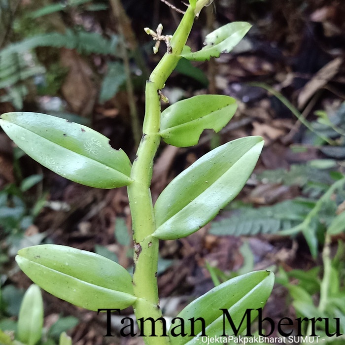Jual Appendicula Orchid Sumatera#Anggrek Hutan Sumatera Bunga & Tanaman ...
