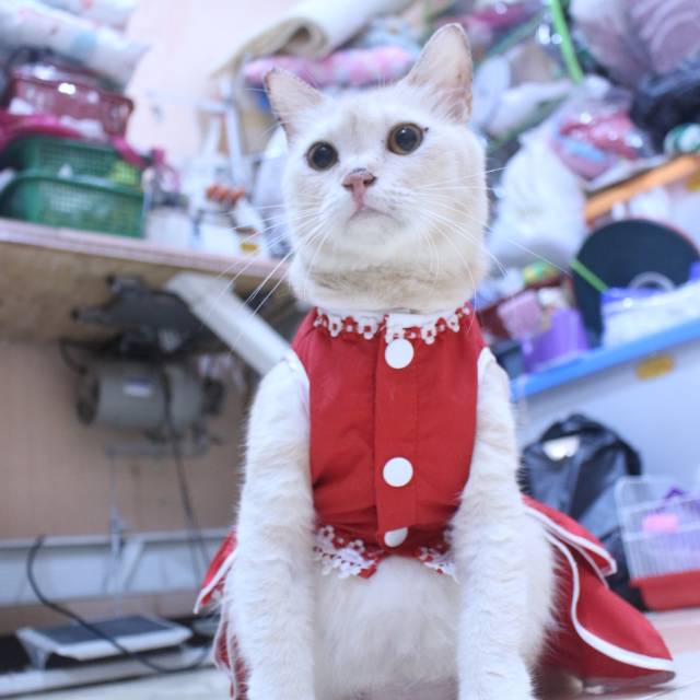 Jual Dress polos warna merah untuk kucing / baju kucing size S-XL ...