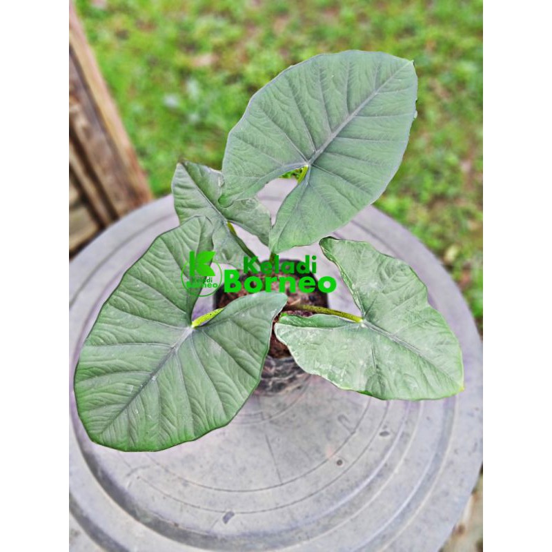Jual bongolan scarbiscula | Shopee Indonesia