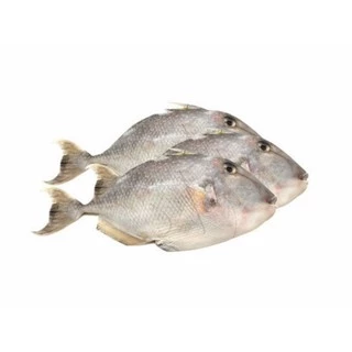 Jual Ikan Etong Terlengkap & Harga Terbaru Maret 2026 | Shopee Indonesia