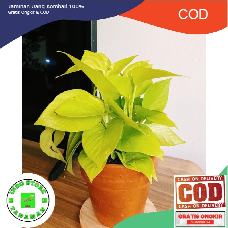 Jual BISA COD !!! Tanaman hias Sirih gading lemon - sirih gading kuning ...