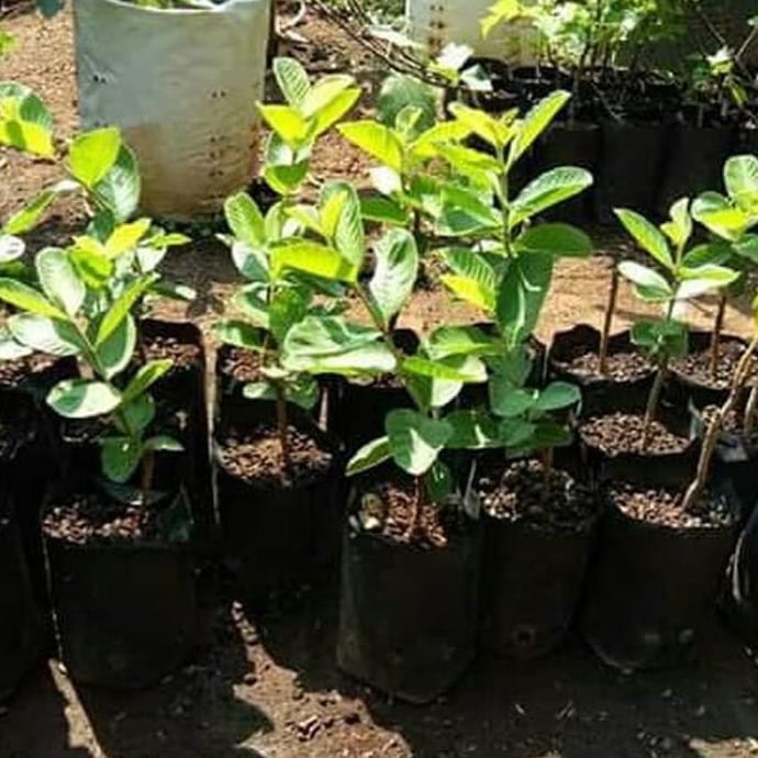Jual bibit tanaman kayu putih,pohon minyak kayu putih h4i | Shopee ...