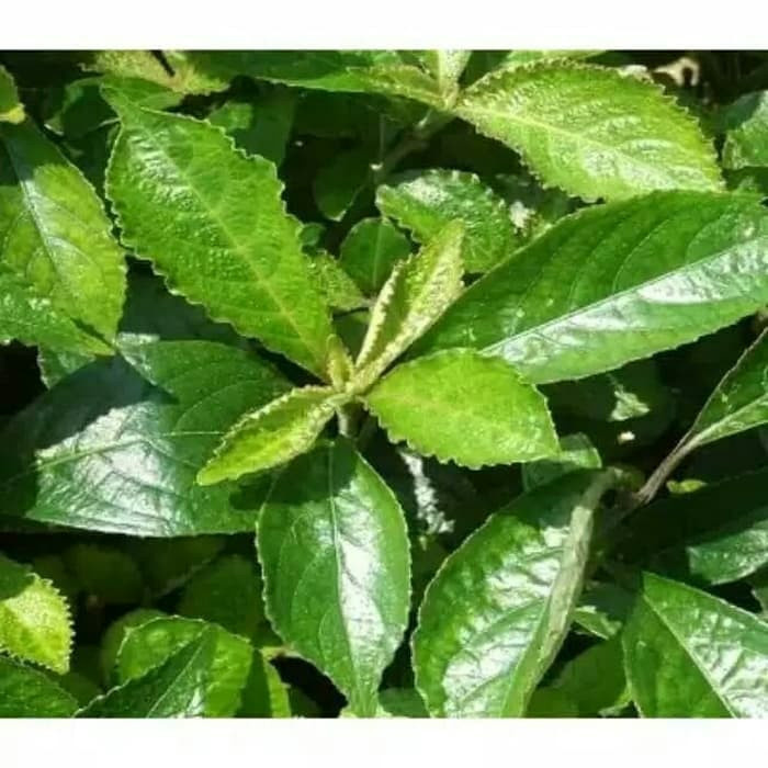Jual 500 gram keji beling segar - pecah beling fresh | Shopee Indonesia