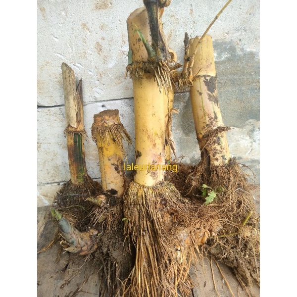 Jual #Bibit bongol bambu kuning / ampel kuning serat hijau super besar ...