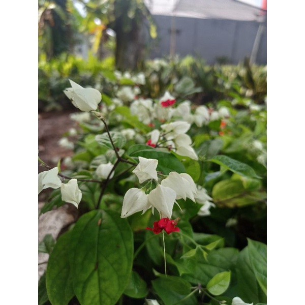 Jual Bibit bunga Nona makan sirih ( Clerodendrum thomsoniae ) merah ...