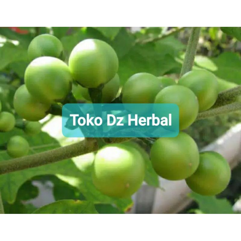 Jual Buah Cepokak atau Takokak Segar 500 gram-az | Shopee Indonesia