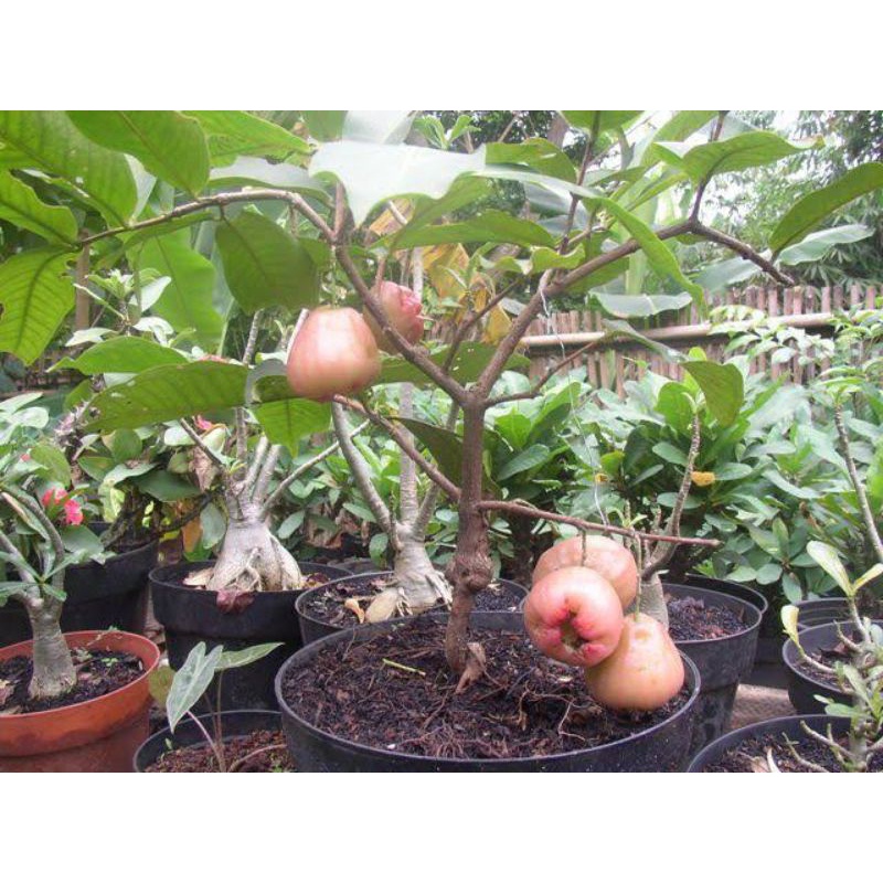 Jual Biji Benih Tanaman Jambu Mini F1 Import / Benih Jambu Mini / Biji ...
