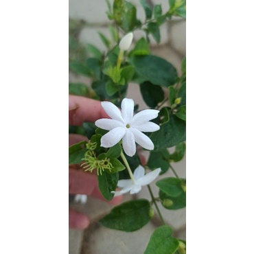 Jual Melati Bintang | Shopee Indonesia