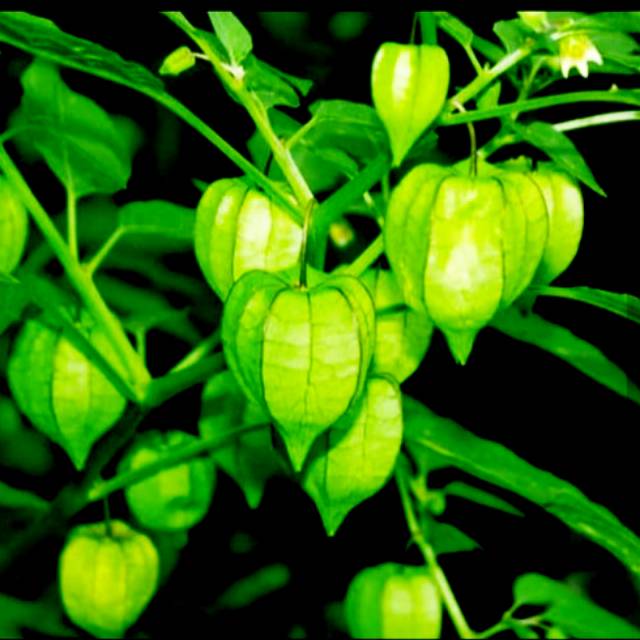 Jual daun Ciplukan segar per 1kg langsung petik+akar daun ciplukan atau ...