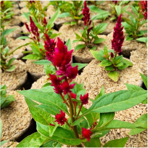 Jual bunga hankam celosia plumosa merah DALAM POLYBAG STOK BANYAK MURAH ...
