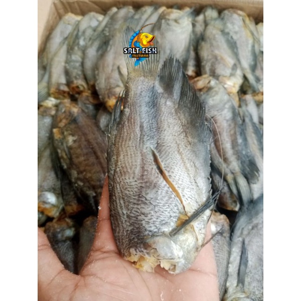 Jual Ikan Asin Sepat Siam Besar Kemasan 1kg Kering | Shopee Indonesia Jual Ikan Asin Sepat Siam Besar Kemasan 1kg Kering | Shopee Indonesia