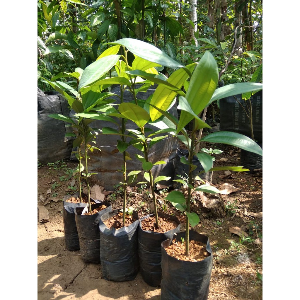 Jual Bibit kayu manis unggul harga murah | Shopee Indonesia