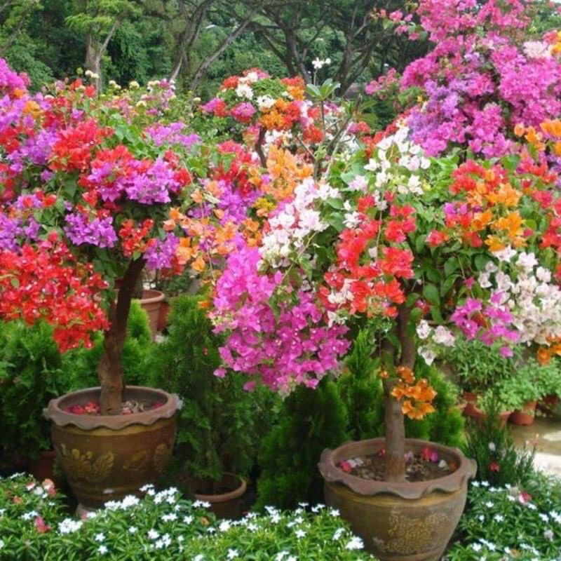 Jual bibit tanaman bugenvil | tanaman hias bunga langka Bugenvile ...