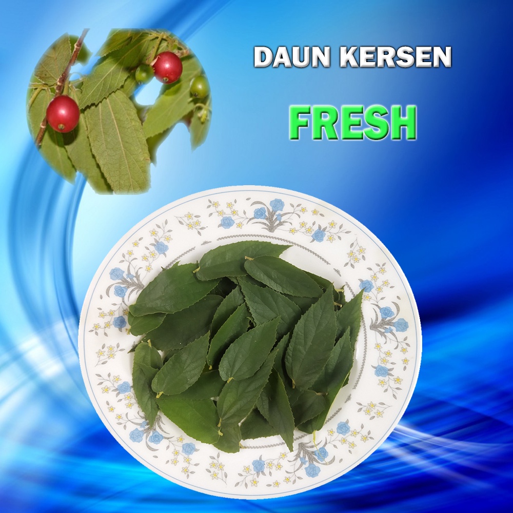 Jual Daun Kersen atau seri 100gram | Shopee Indonesia