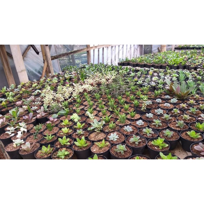 Jual PAKET HEMAT KAKTUS SUKULEN MINI 10 tanaman | Shopee Indonesia