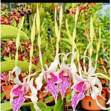 Jual ANGGREK DENDRO KRITING STRATIOTES | Shopee Indonesia